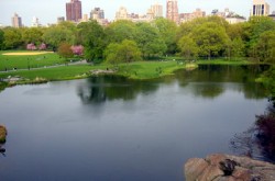 Great Lawn - Central Park