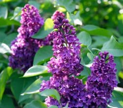 French Lilacs - Central Park